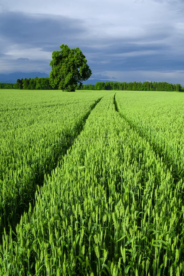 Tractor track marks stock photo. Image of landscape, agriculture - 98519038
