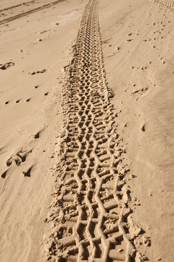 Elephant tracks stock photo. Image of poetic, path, humanity - 1304860