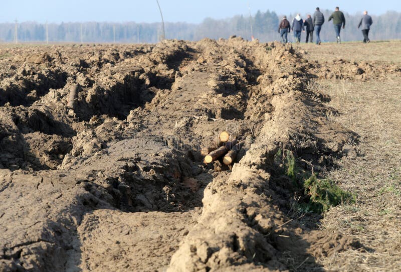 Tractor Tracks on Wet Ground. Damaged Fields Cultivated by Farmers ...