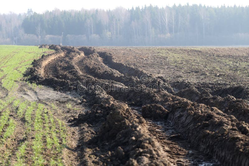 Tractor Tracks on Wet Ground. Damaged Fields Cultivated by Farmers ...