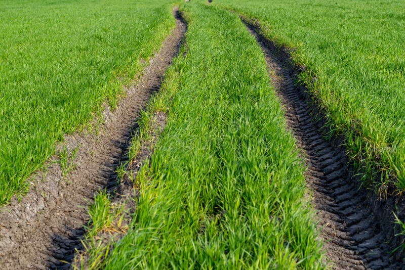 Green Agriculture Field With The Tractor Way Path Stock Photo - Image ...
