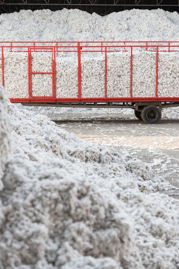 Tractor and Trolley Passing through the Seed Cotton Piles in a Ginning ...