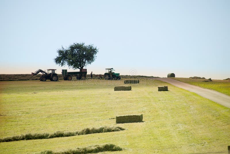 Tractor at Work on Field Loading Haystacks Editorial Photo - Image of ...