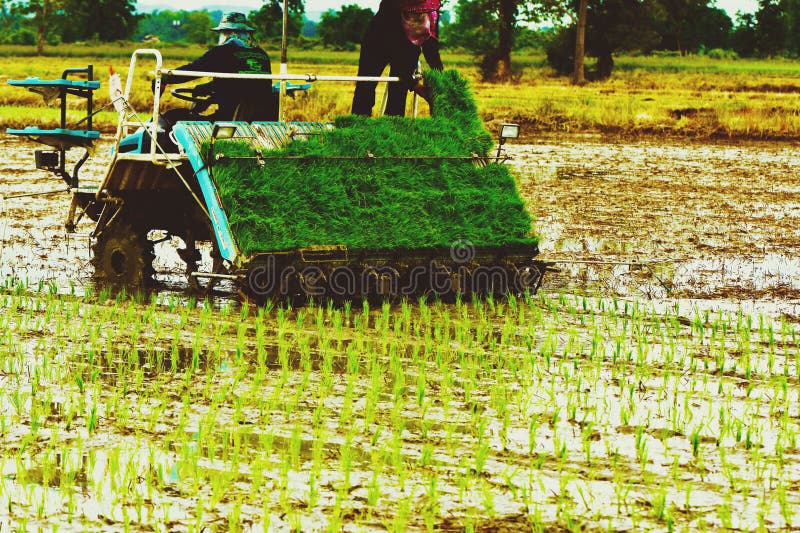Rice planting stock photo. Image of plantation, field - 225220124