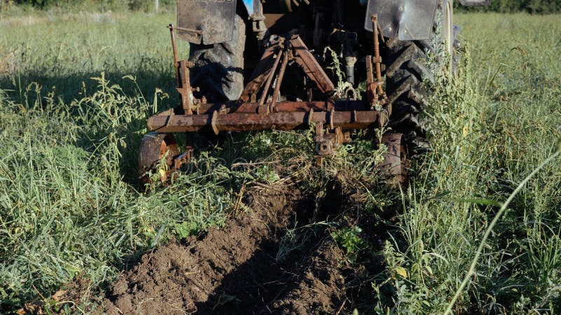 Tractor Working on the Potato Field. Harvesting Potatoes with Using ...