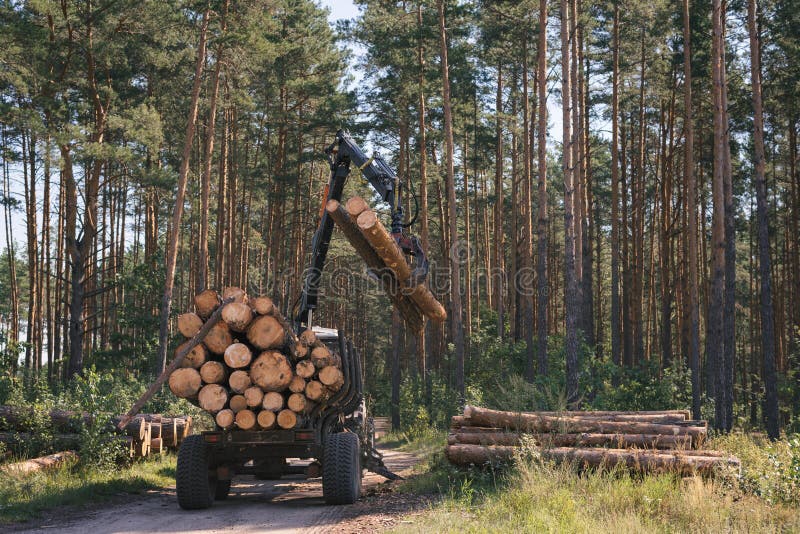 Tractor Works in the Forest. Timber Harvesting Stock Photo - Image of ...