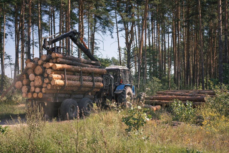 Tractor Works in the Forest. Timber Harvesting Stock Image - Image of ...