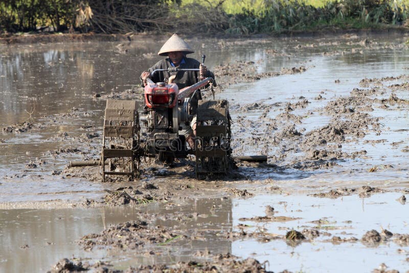 Tractors editorial image. Image of tree, paddy, field - 59174985