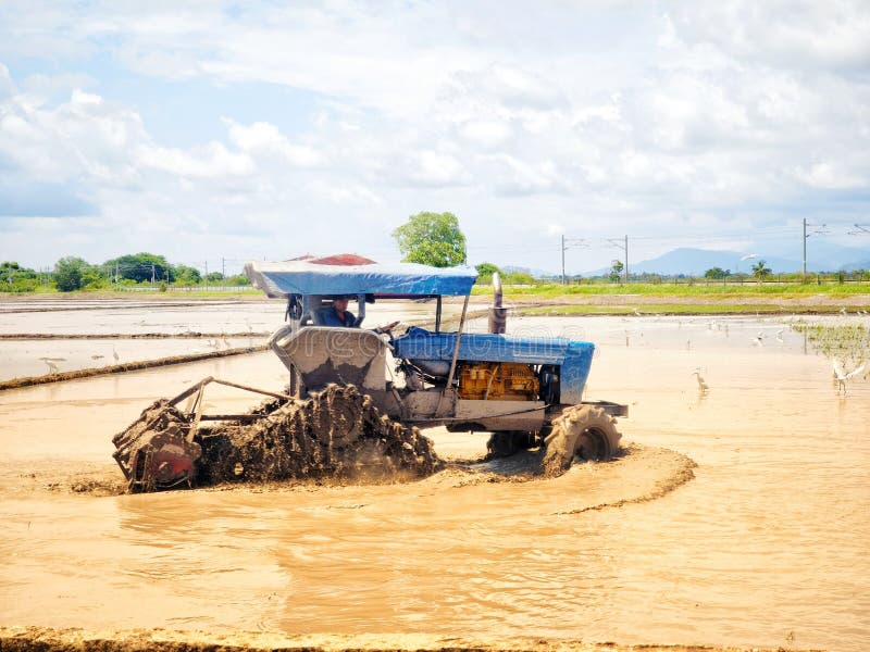 A Large Paddy Field Tractor Stock Photo - Image of rice, southeast ...