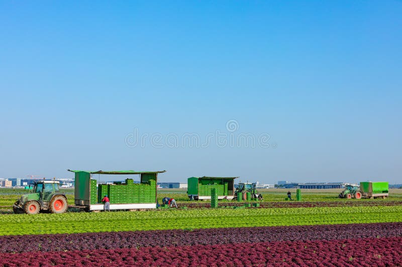 Tractors with Trailers on a Lettuce Field Stock Photo - Image of ...