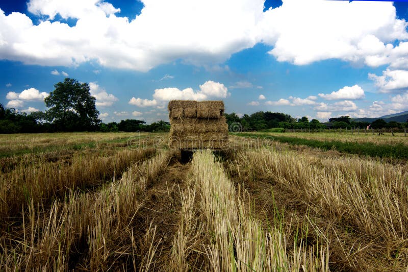 Tractortruck Haystack Cattle Feed Industry in Thailand Stock Photo ...