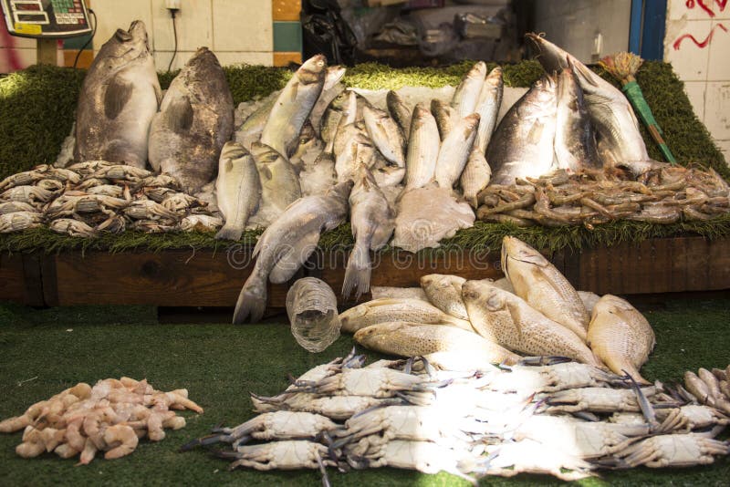 Trade Stalls at the Central Fish Market in Cairo Stock Photo - Image of ...