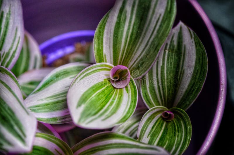 Tradescantia Albiflora in a Purple Pot Stock Photo - Image of ...