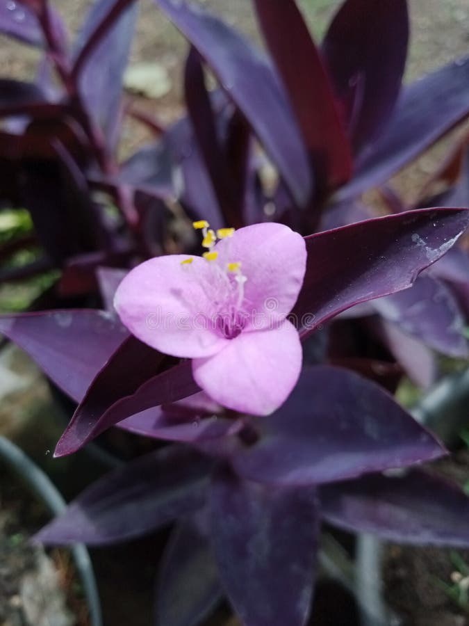 Tradescantia pallida stock photo. Image of flower, garden - 276632350