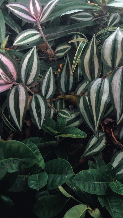 Tradescantia Zebrina Tree Leaf Photo Stock Image - Image of ...