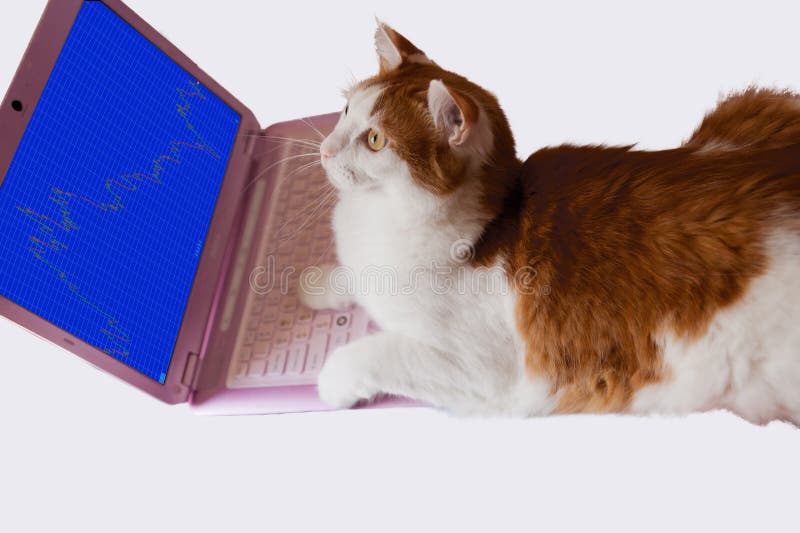 Trading in options stock image. Image of finance, earnings - 51442879