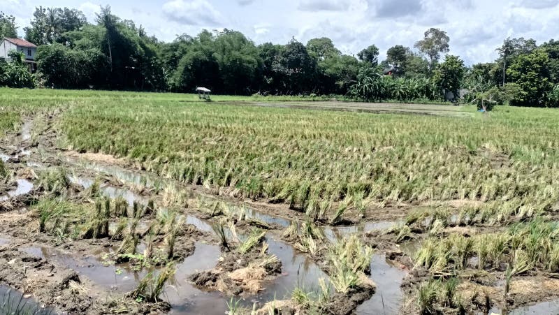 Traditional Agricultural Rice Fields, Conditions after Rice Harvest ...