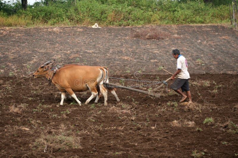 Traditional agriculture editorial photography. Image of indonesia ...