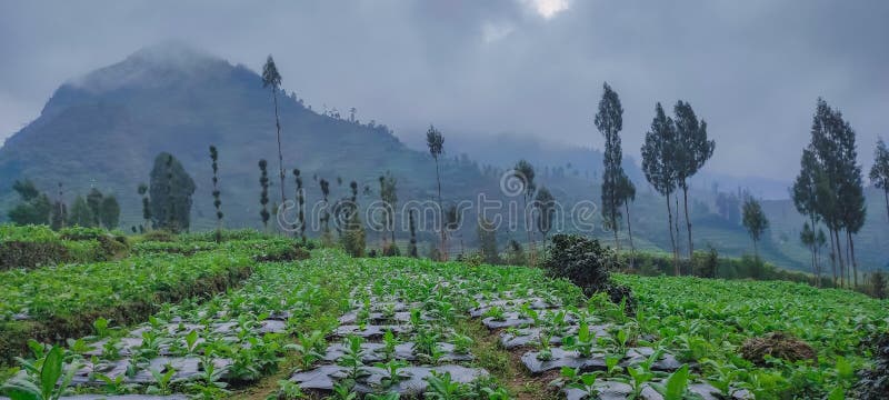 The Traditional Agriculture from East Java Stock Photo - Image of east ...