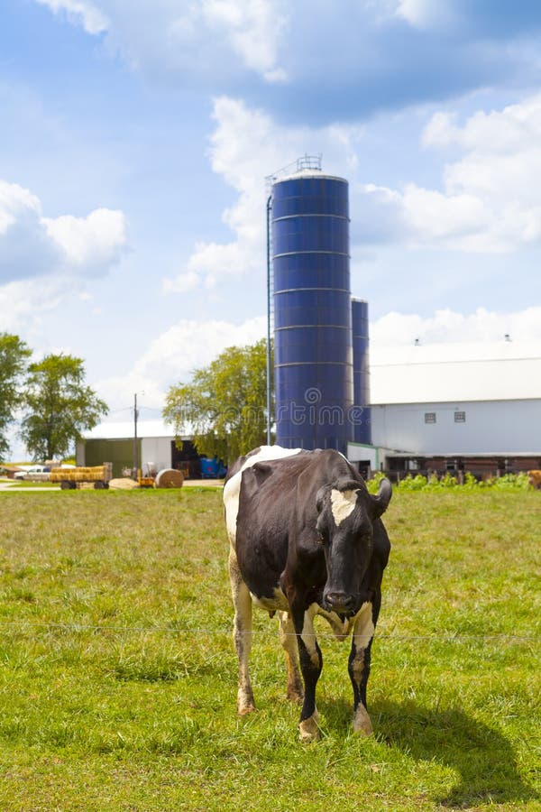 Traditional American White Farm Stock Photo - Image of country, growth ...