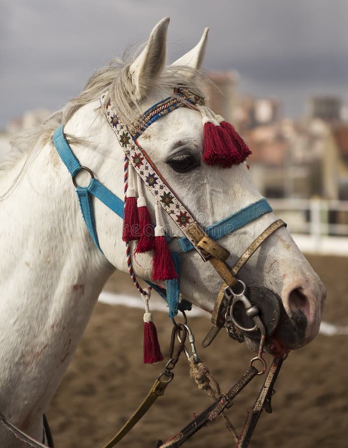 Turkish Jeered Stock Photos - Free & Royalty-Free Stock Photos from ...