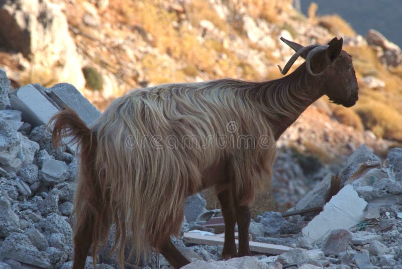 Crete stock photo. Image of crete, kreta, greece, animal - 116403044