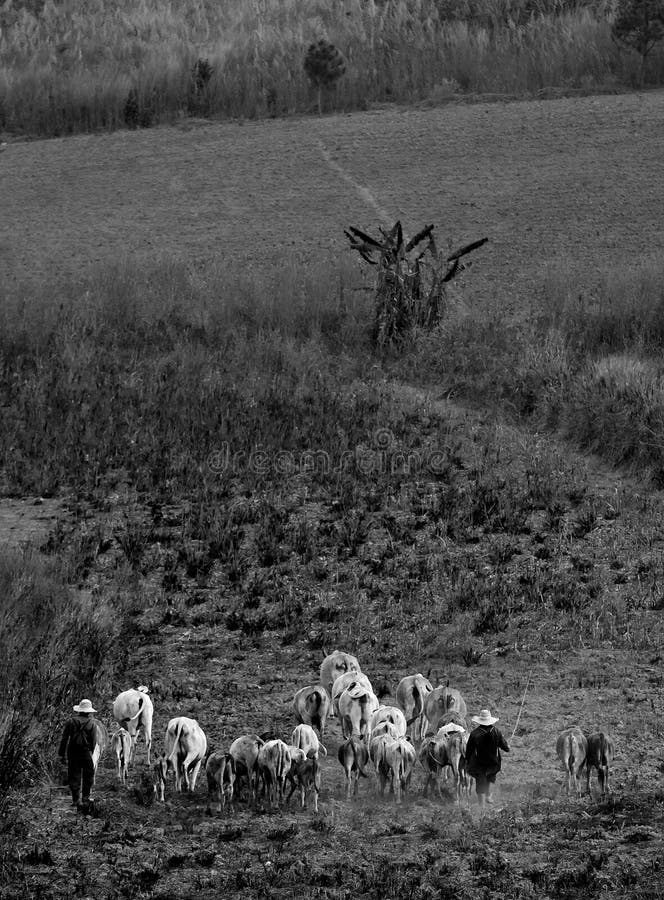 Traditional Asian Cow Growing in Thailand Stock Image - Image of black ...
