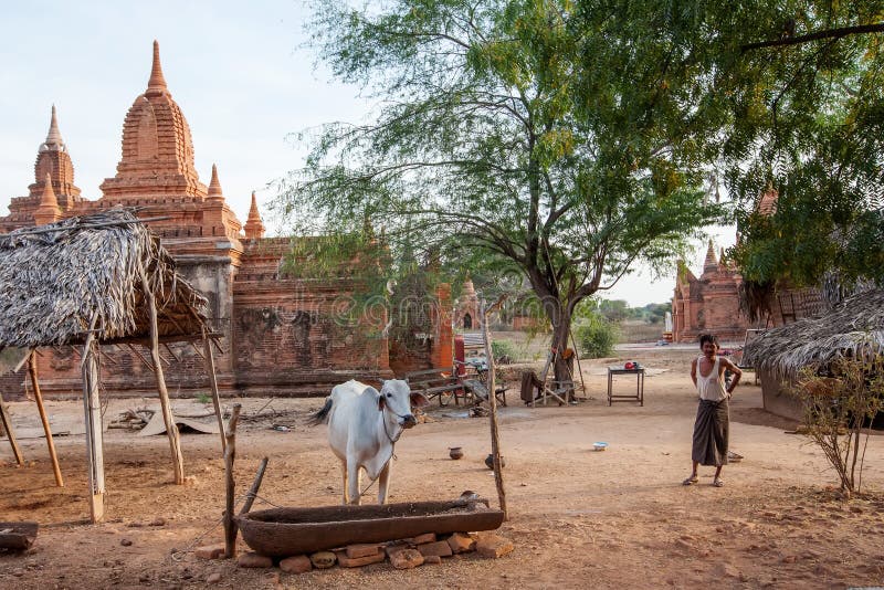Traditional Asian Farmer in Bagan Editorial Stock Photo - Image of ...