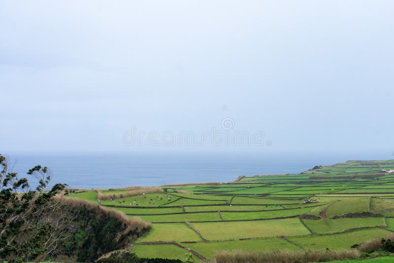 Azorean Green Fields Bordered by Stone Walls, Overlooking the Atlantic ...
