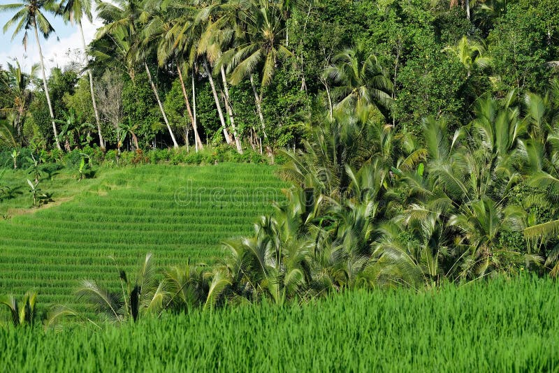 A View of Traditional Balinese Rice Terraces Made with Terraces Stock ...
