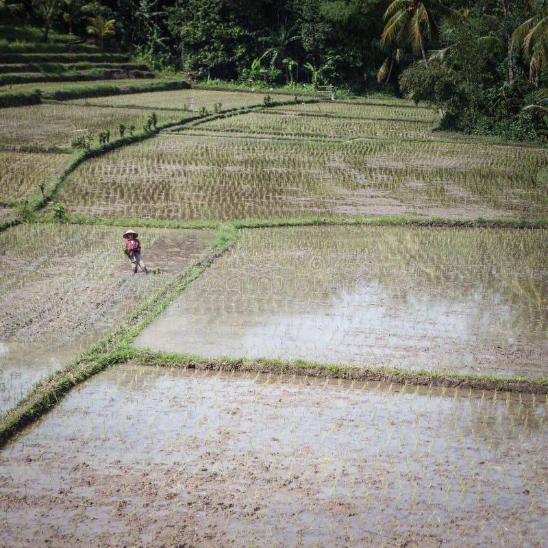 Traditional Balinese Rice Fields and Seasonal Harvest. Editorial Photo ...
