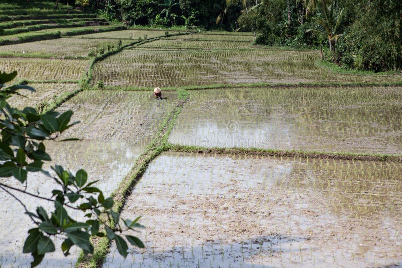 Traditional Balinese Rice Fields and Seasonal Harvest. Stock Photo ...