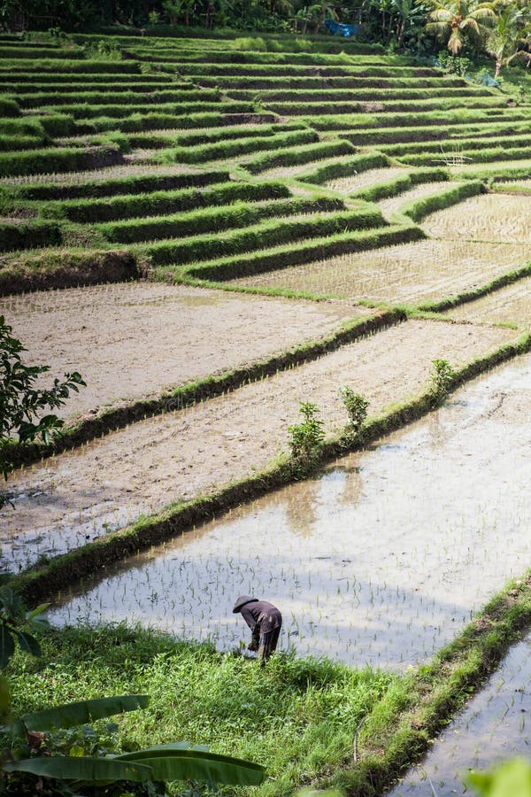 Traditional Balinese Rice Fields and Seasonal Harvest. Stock Image ...