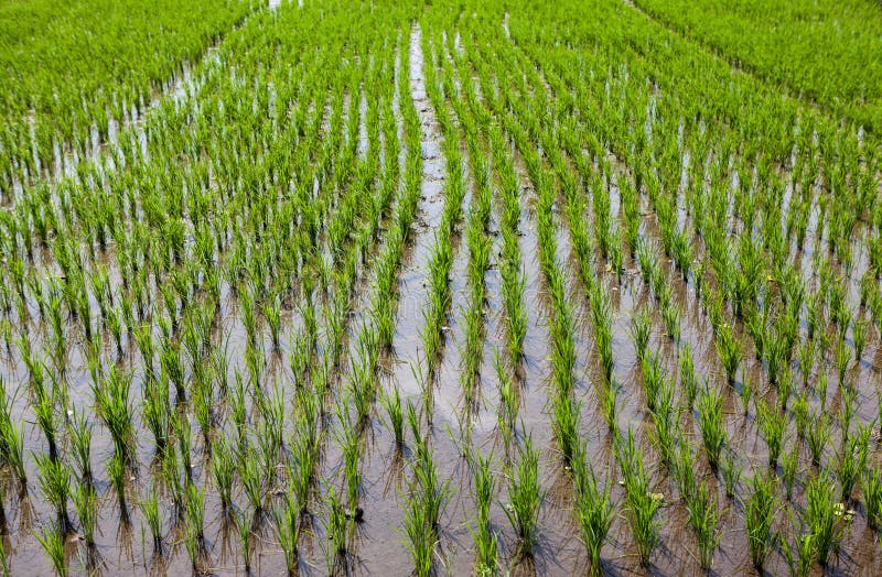 Traditional Balinese Rice Fields and Seasonal Harvest. Stock Image ...