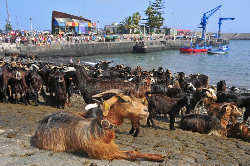 Traditional Bath Goats Feast in Puerto De La Cruz Editorial Stock Photo ...