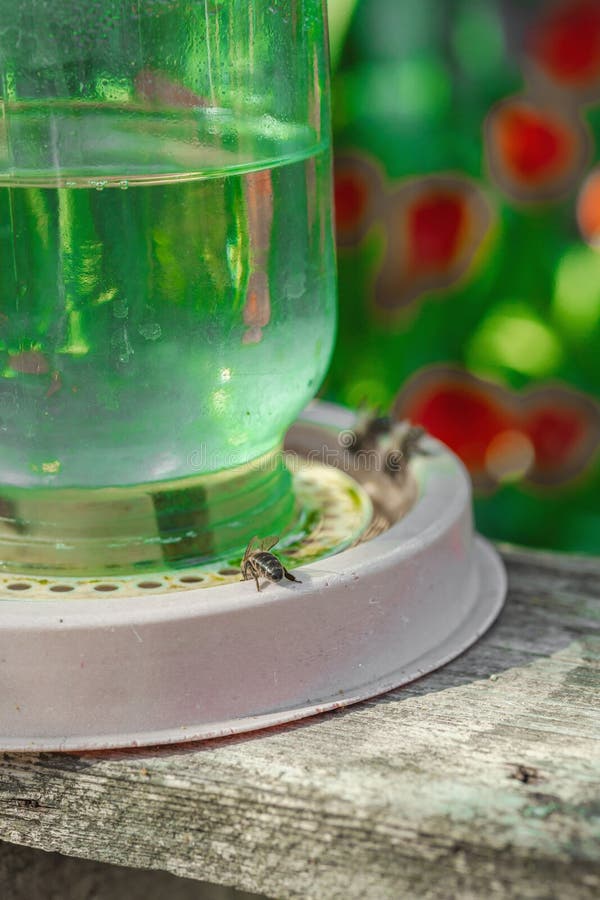 Traditional Bee Water Feeder Bees Drinking Surrounded Blooming Plants ...