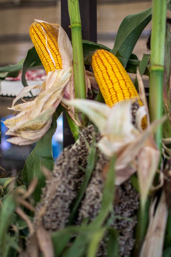 Corn on the cob stock photo. Image of healthy, nutrition - 126929916