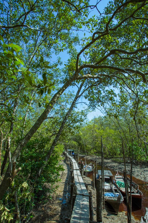 Traditional Boat for Catch Fishing Stock Image - Image of trail, tree ...