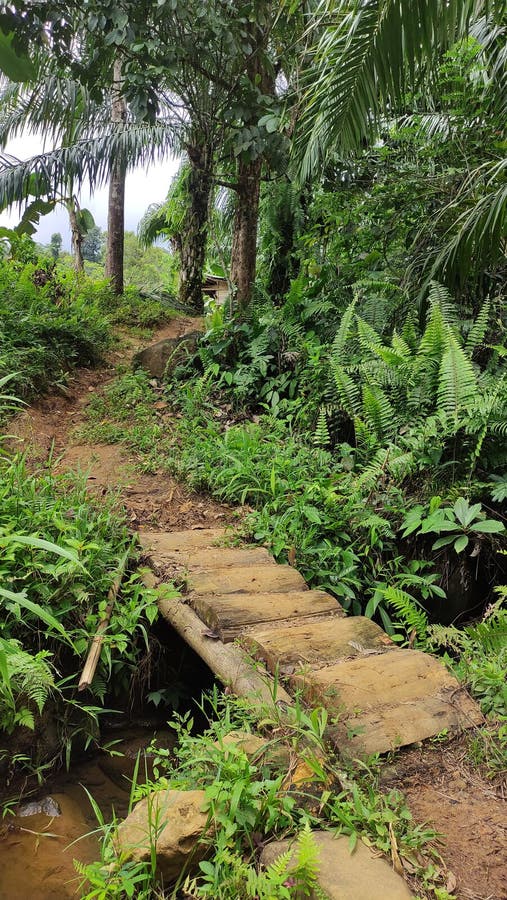 A Traditional Bridge in the Forest Stock Photo - Image of grass, green ...