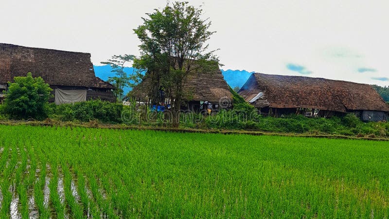 Traditional Building Where Bricks are Made on the Edge of a Rice Field ...