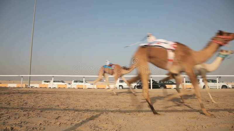 Traditional Camel Race in Doha Stock Footage - Video of sport, racing ...