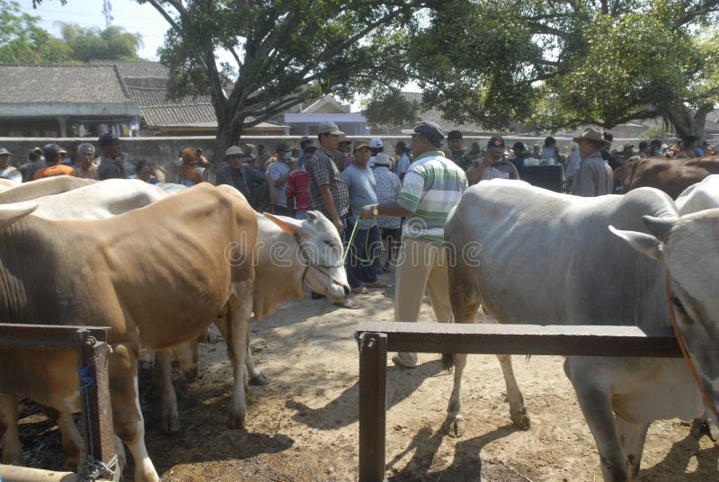 Cattle market, Mexico editorial stock image. Image of mountains - 55055089