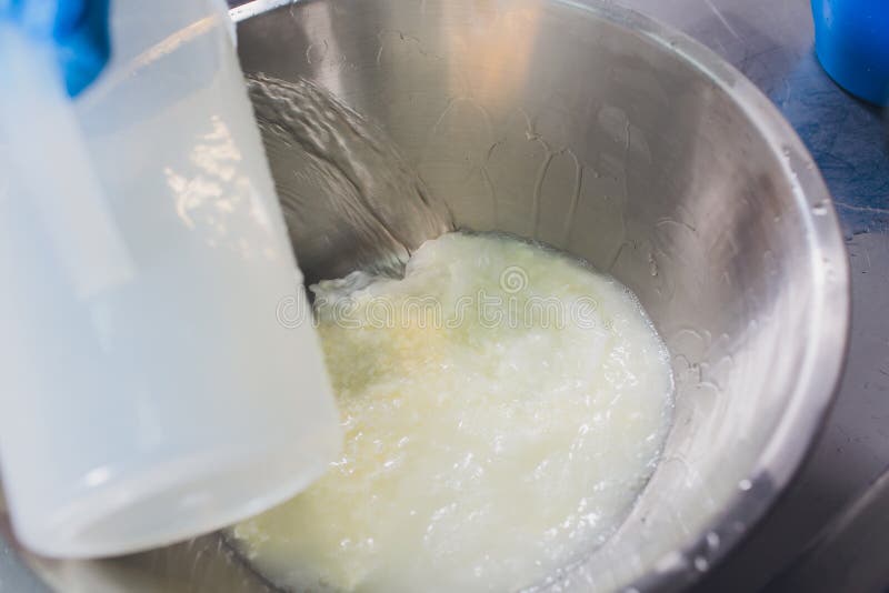 Traditional Cheese Making in a Small Company. Cheese Maker Hands Close ...