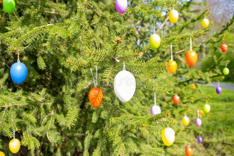 Traditional Colored Easter Eggs Hanging on Green Spring Branches Spruce ...