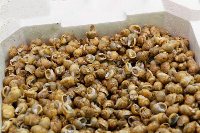 Traditional Cooking of the Mediterranean. Fresh Snails. Stock Image ...