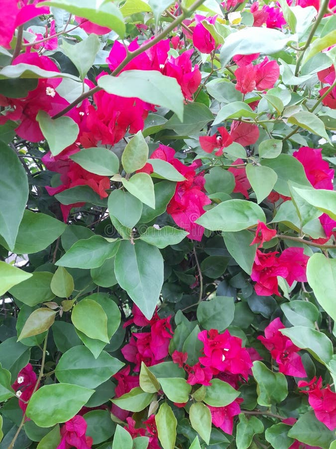 Traditional Cooking with Open Fire Stock Image - Image of open, garden ...