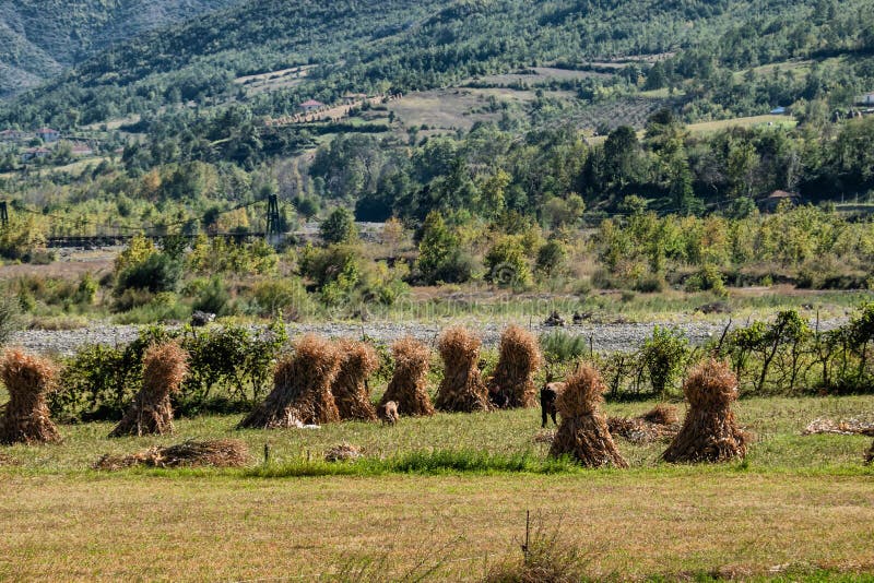 Corn Stacks stock photo. Image of cornstack, farming - 27165512