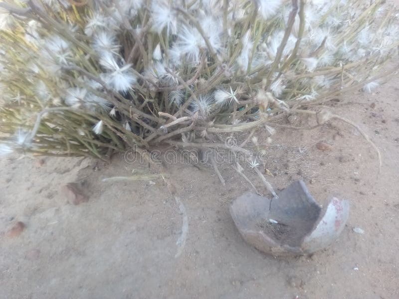 The Traditional Correction Tree Stock Image - Image of correction ...