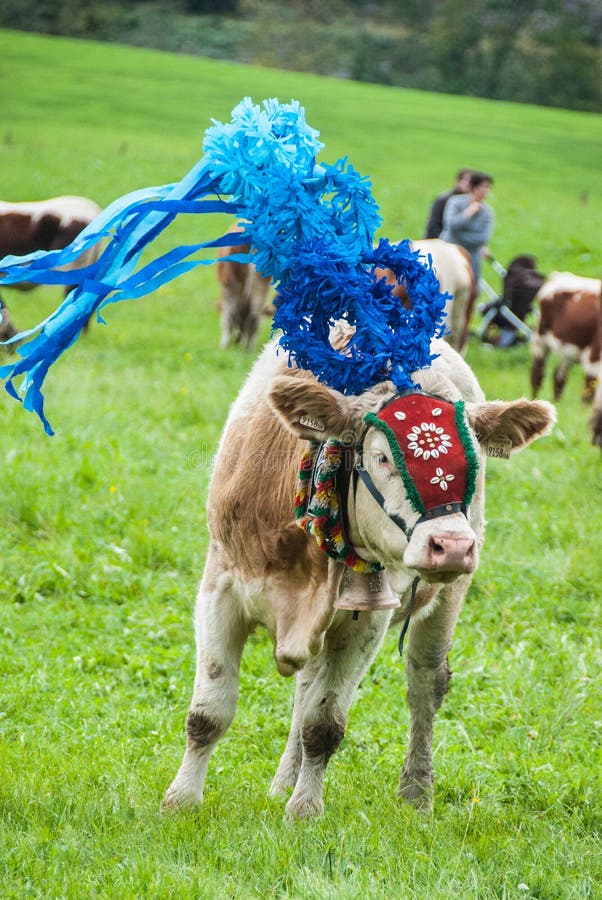 Traditional cow ceremony editorial photography. Image of animal - 27269577
