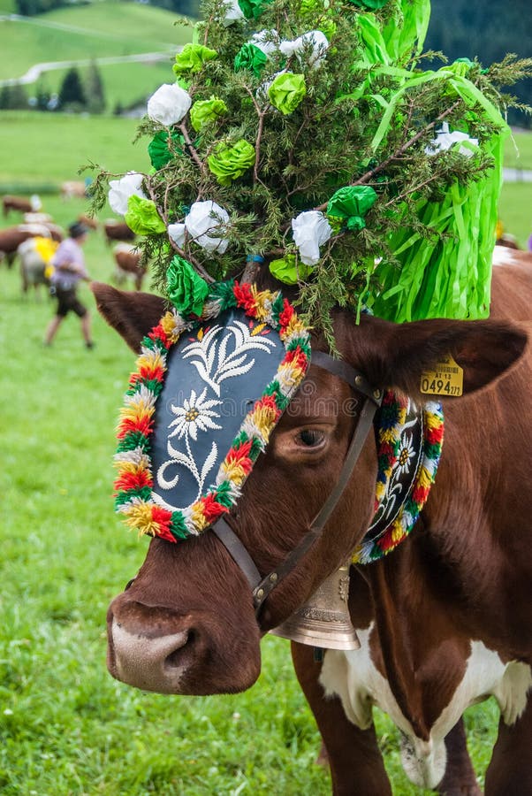 Traditional cow ceremony editorial stock photo. Image of cattle - 27269588